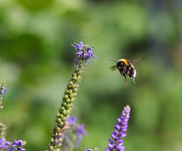 Was fressen Libellen und können sie eigentlich stechen?