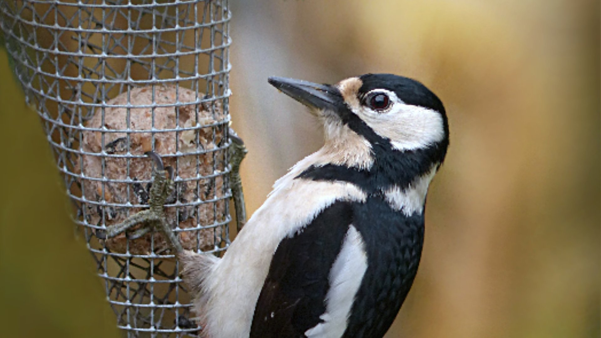 Für Kinder erklärt: So sieht ein Specht aus