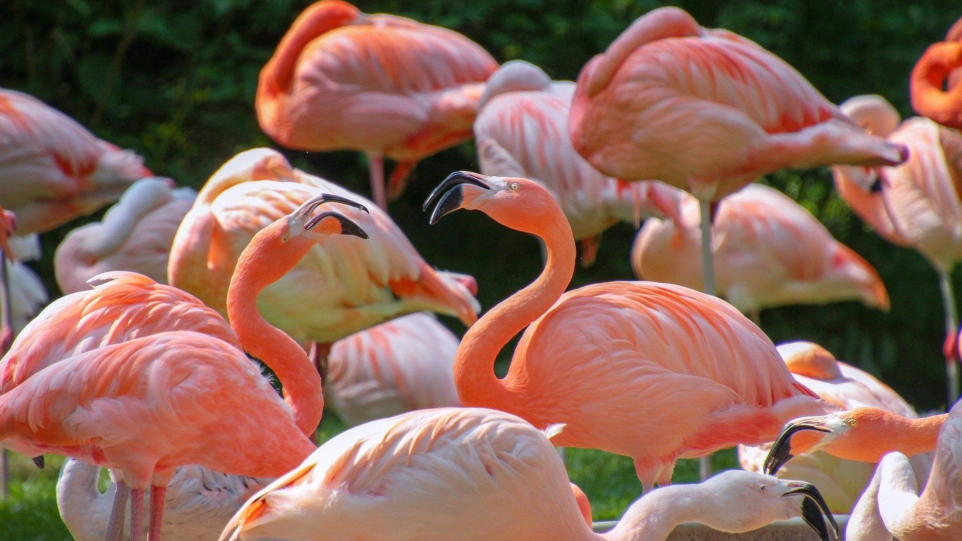 Das pinke Geheimnis: Wie alt werden Flamingos wirklich?