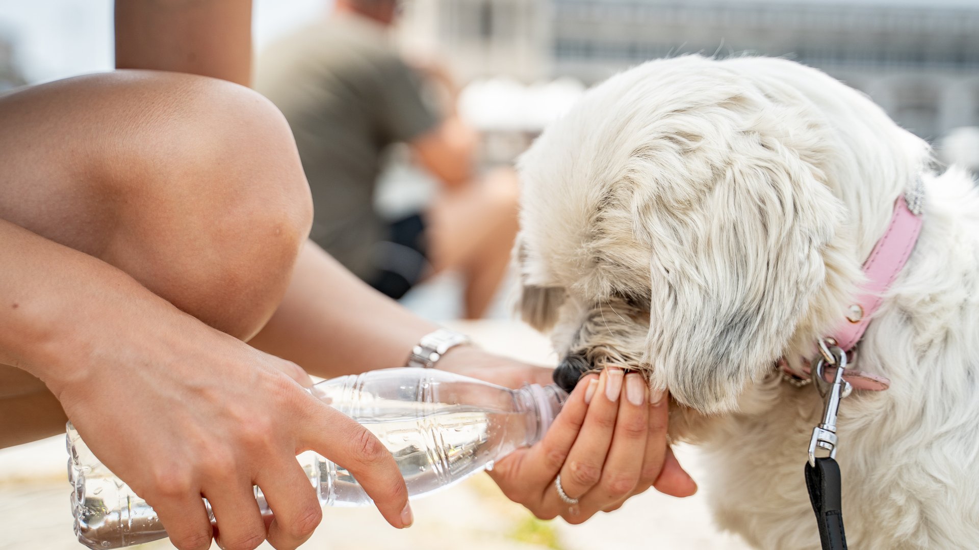 Wohlfühlen trotz Hitze: So hilfst du deinem Vierbeiner, im Sommer einen kühlen Kopf zu bewahren