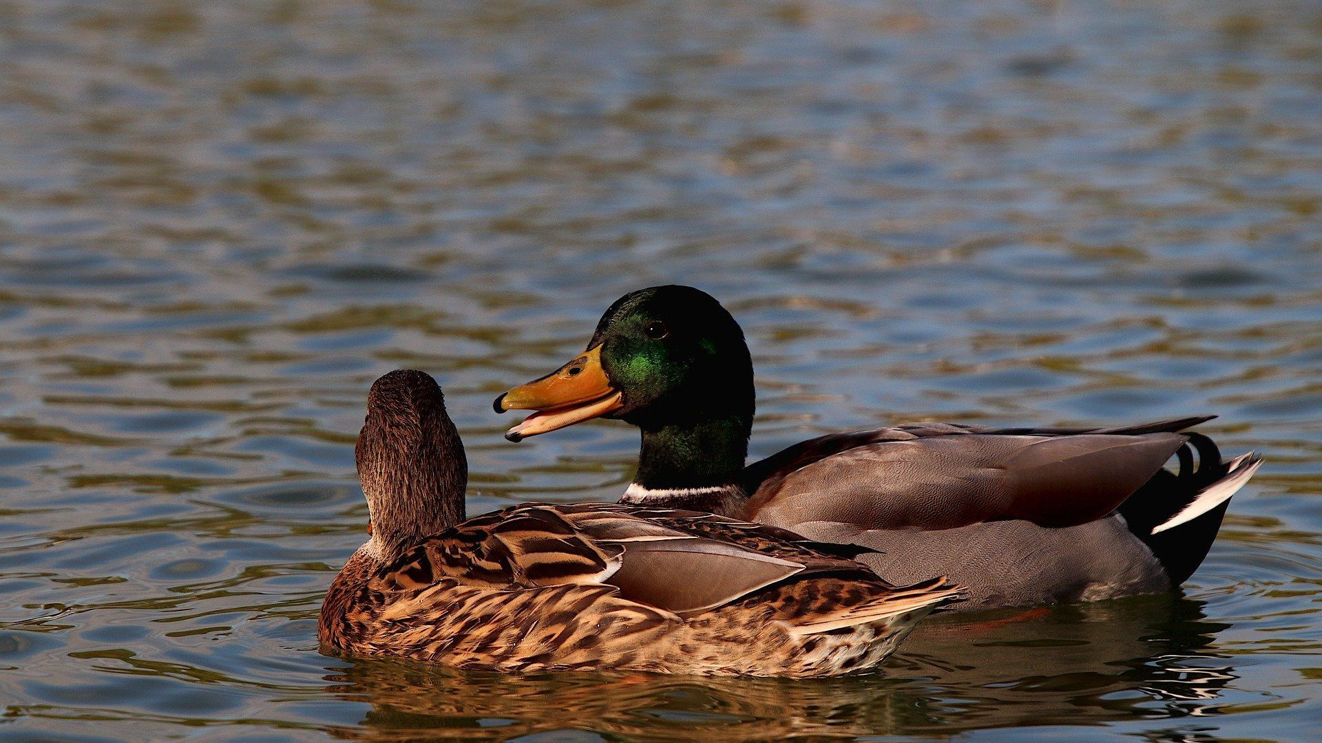 Dürfen Enten Haferflocken essen? Das richtige Futter finden