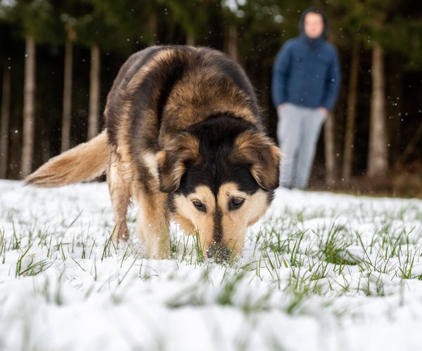 Wie lange leben Schweine?