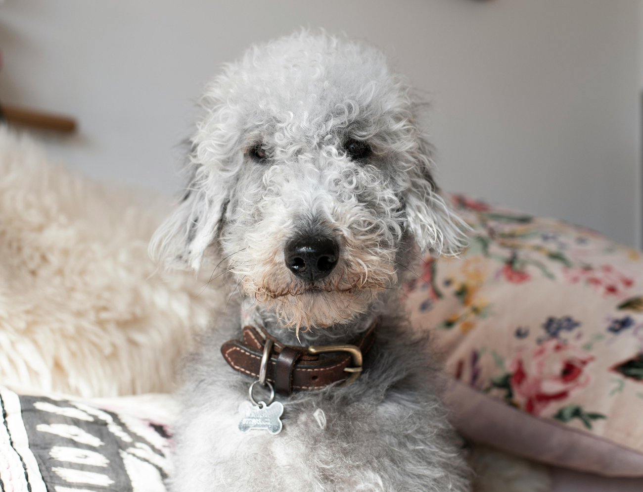 Hunde mit Locken: Diese Rassen haben ein außergewöhnliches Fell