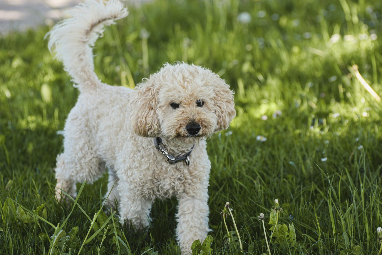 Hunde mit Locken: Diese Rassen haben ein außergewöhnliches Fell