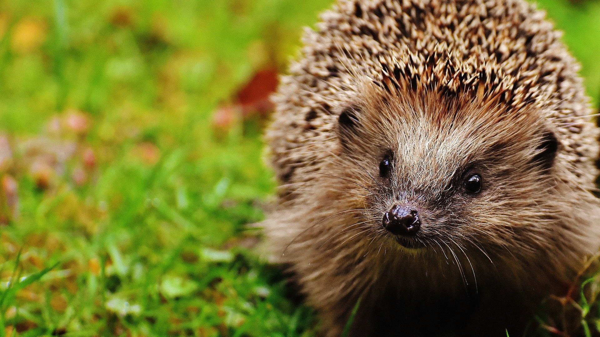 Tiere mit Stacheln: Der Igel bekommt Konkurrenz
