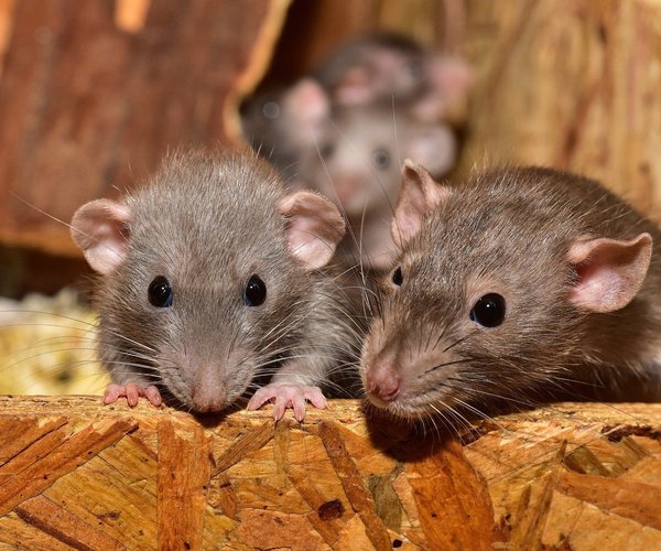 Dürfen Ratten Bananen essen? Das ist für die Nagetiere wichtig