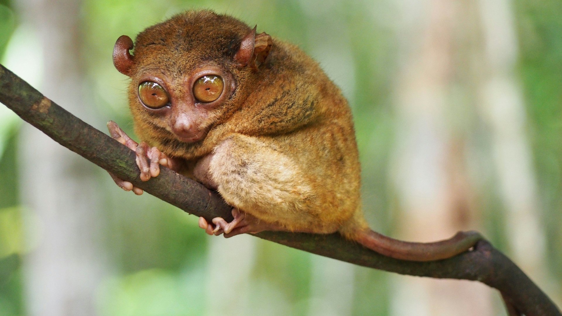 Welche Tiere mit großen Augen gibt es?