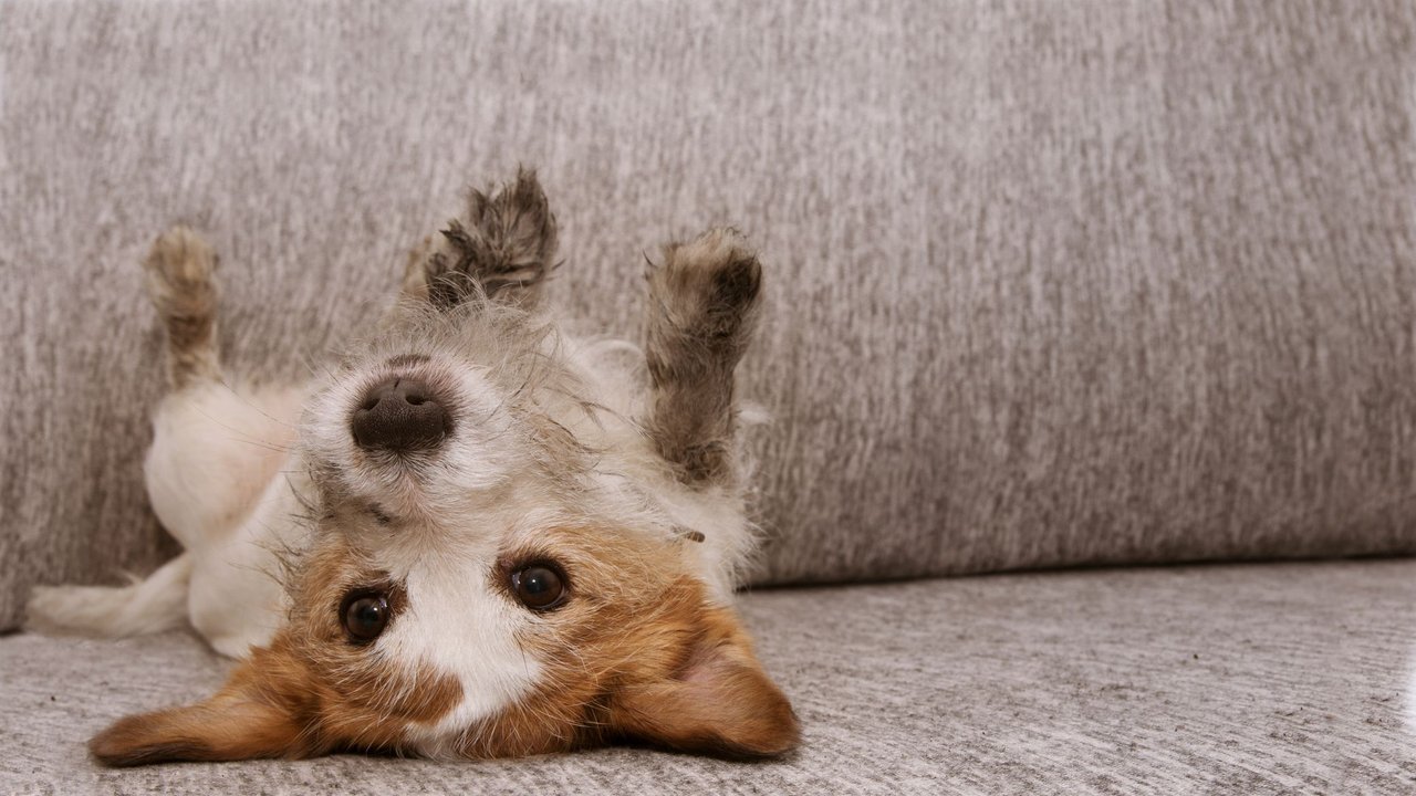 Hund legt sich auf den Rücken: Das will er damit sagen