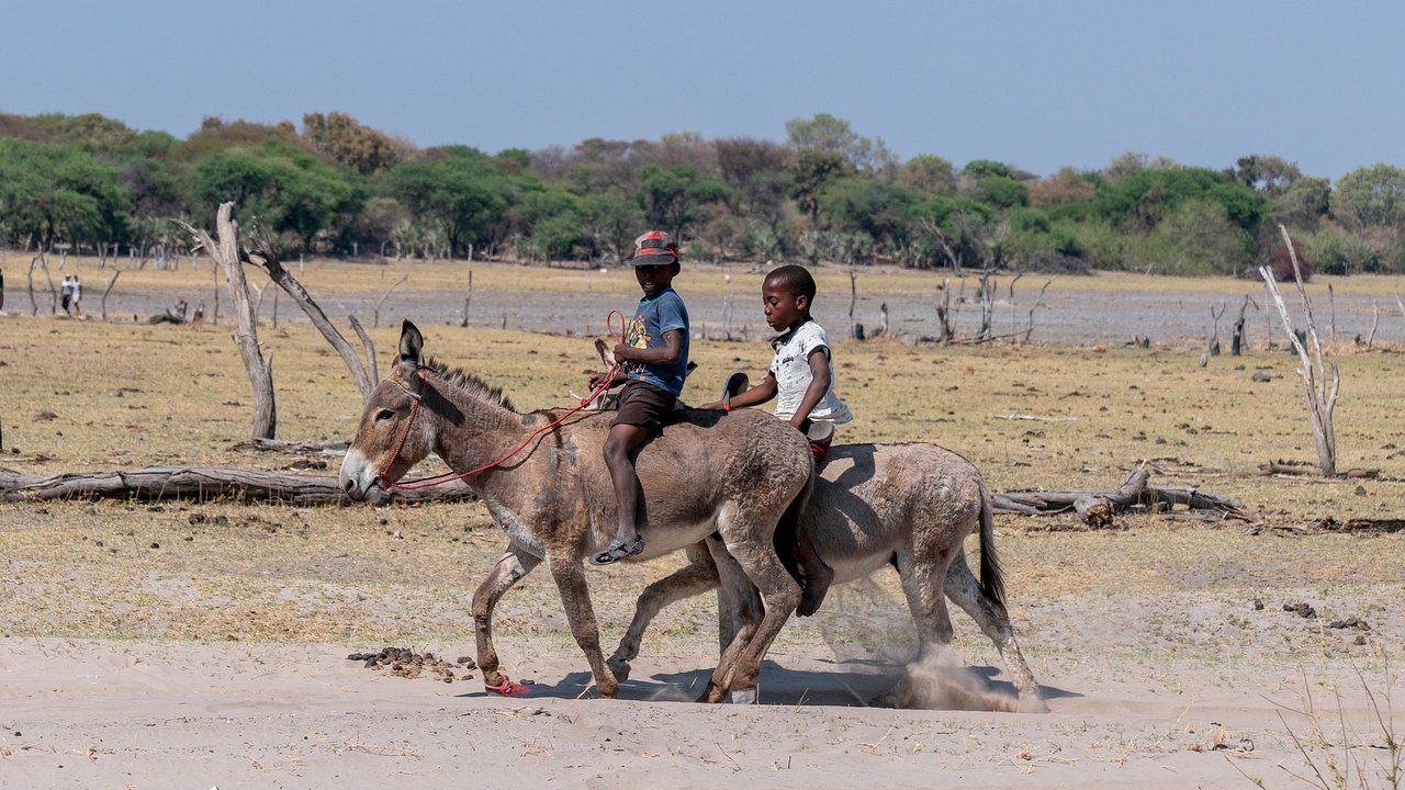 Wie lange leben Esel? Alles zur Lebenserwartung der Sturköpfe