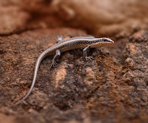 Was fressen Robben am liebsten? Für Kinder erklärt