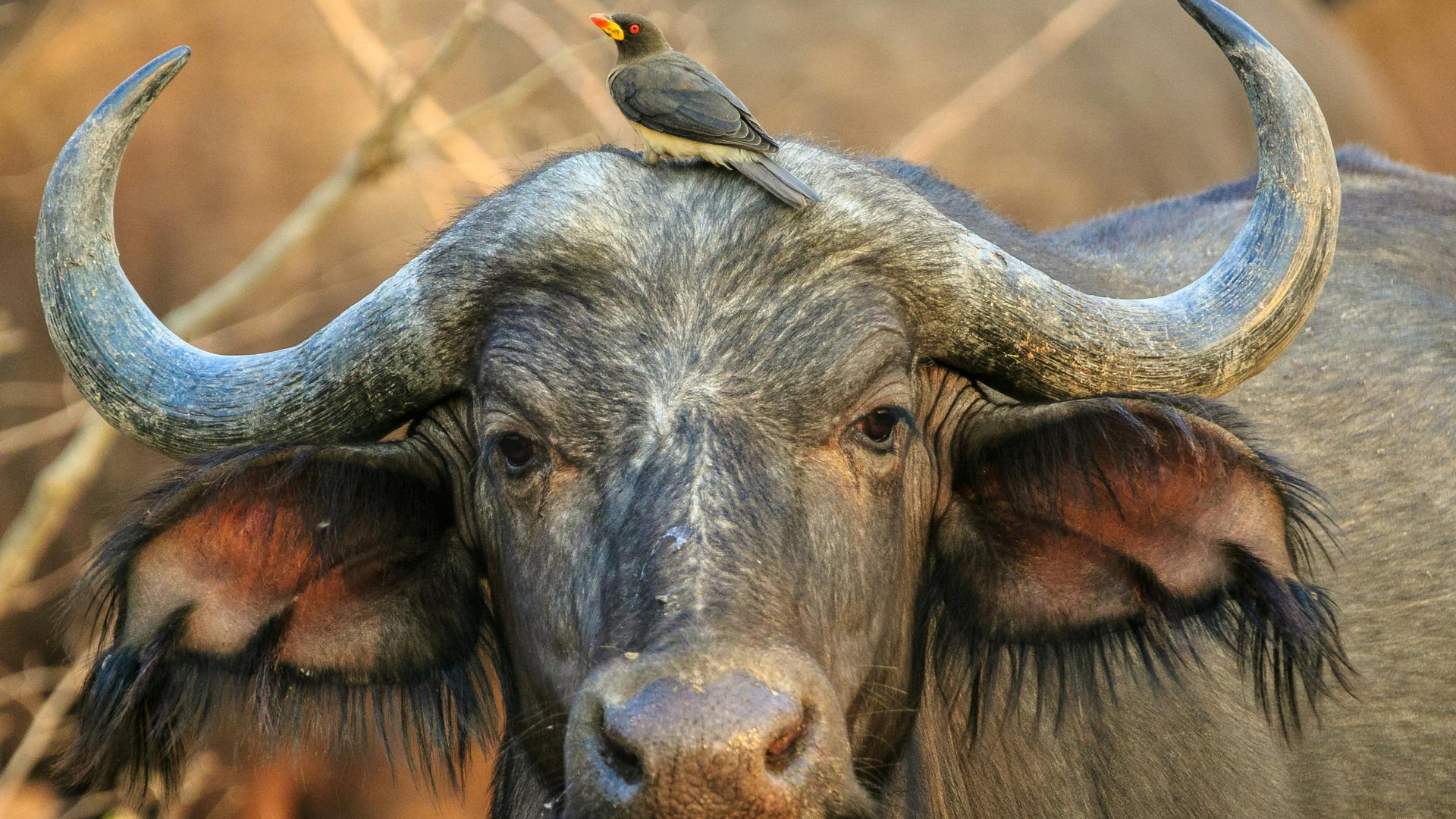 Alle Achtung: So viele Tierarten gibt es