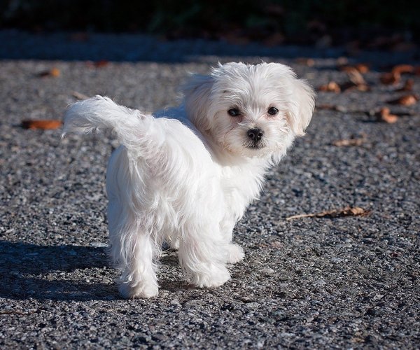 Wie lange leben Schweine?