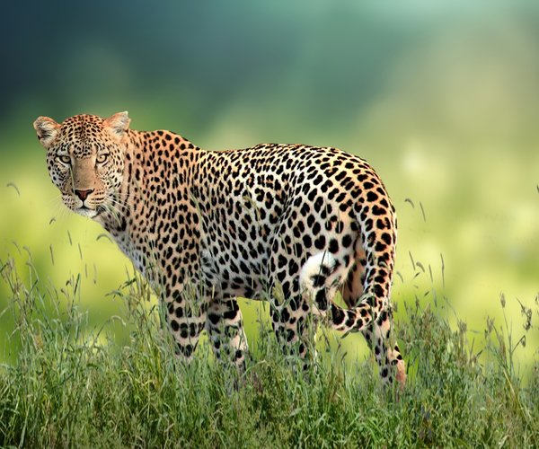 Tiere mit "R": Welche von ihnen kennst du schon?