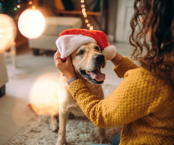 Achtung, Hundehalter: Das bedeutet es, wenn dein Vierbeiner dich anstupst