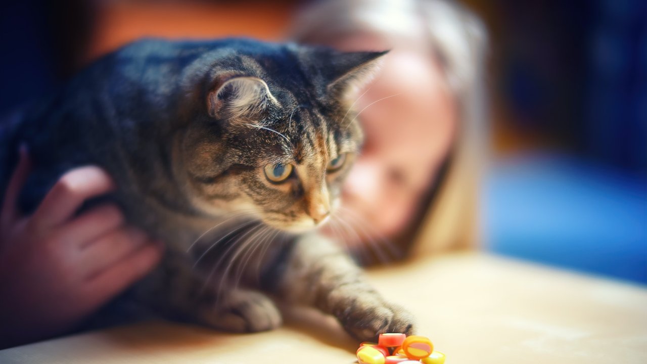 Was dürfen Katzen essen? So fütterst du sie richtig