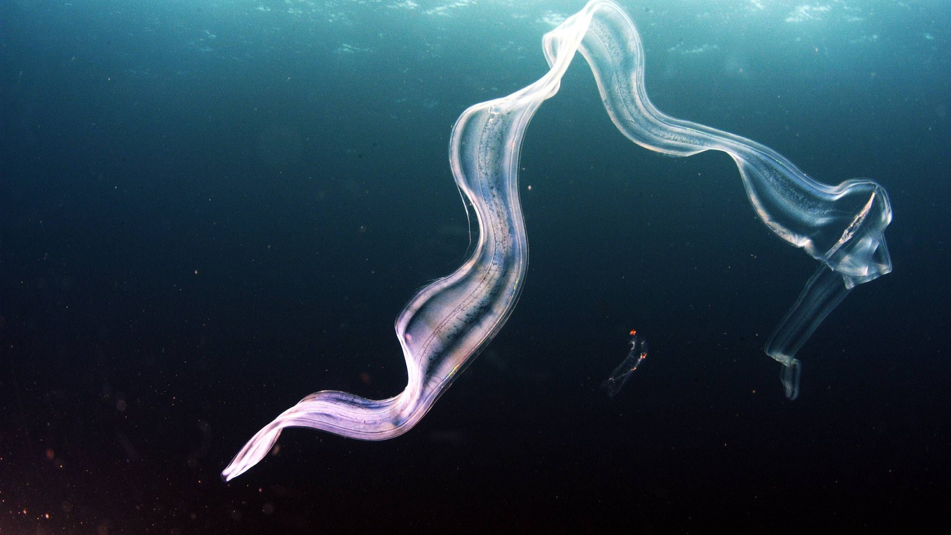 Der längste Wurm der Welt – ein Tier mit einer Länge von mehr als 50 Metern