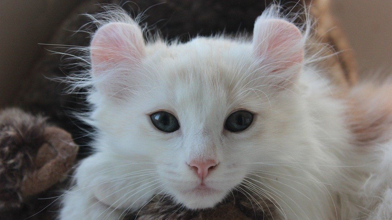 Fabelhafte Gehören Katzen Zu Kleintieren Bilder