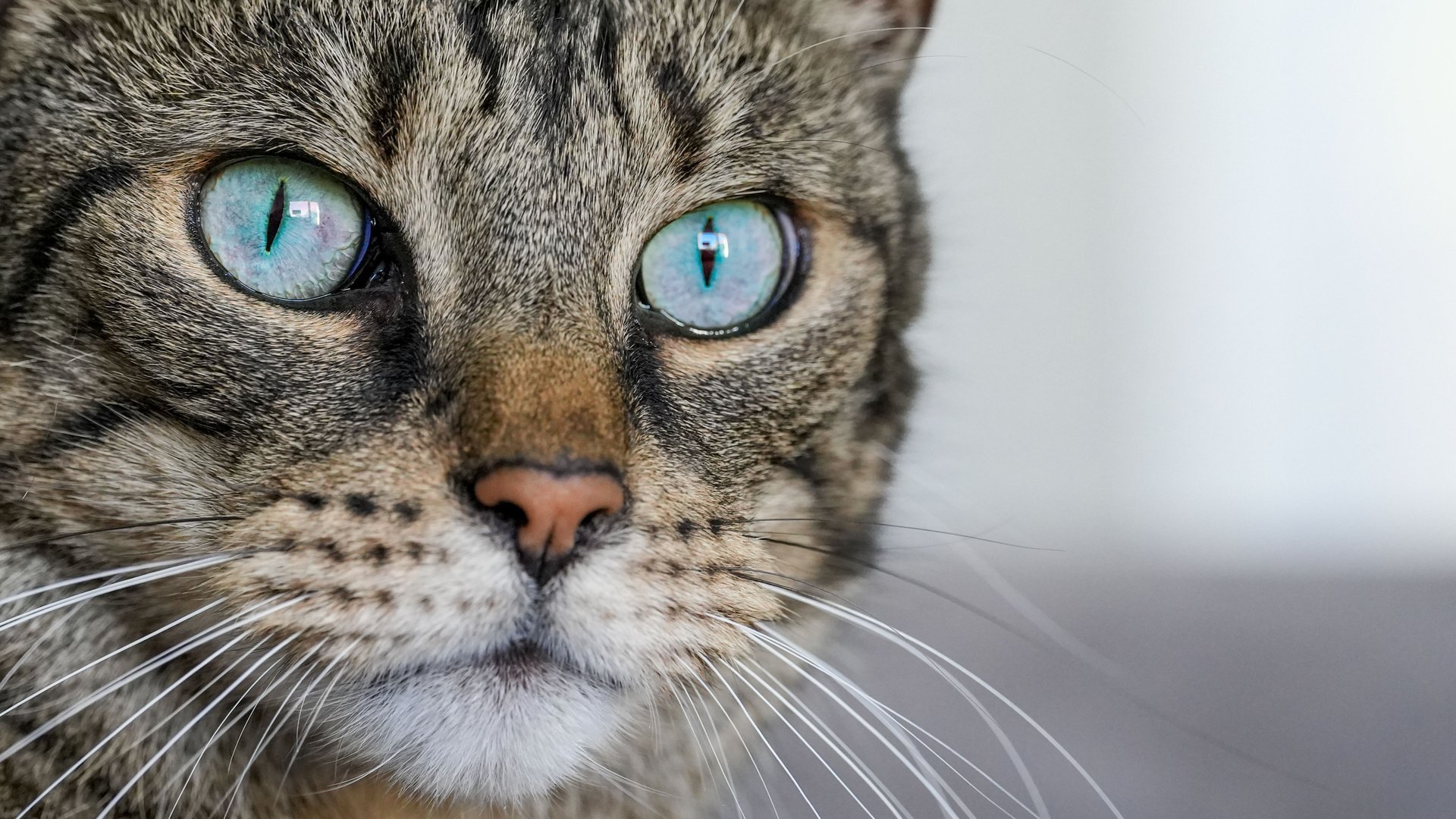 Die schönsten Katzen: Diese Rassen mit blauen Augen sind sehr beliebt