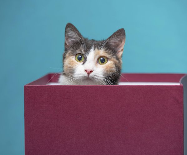 Wie lange leben Schweine?