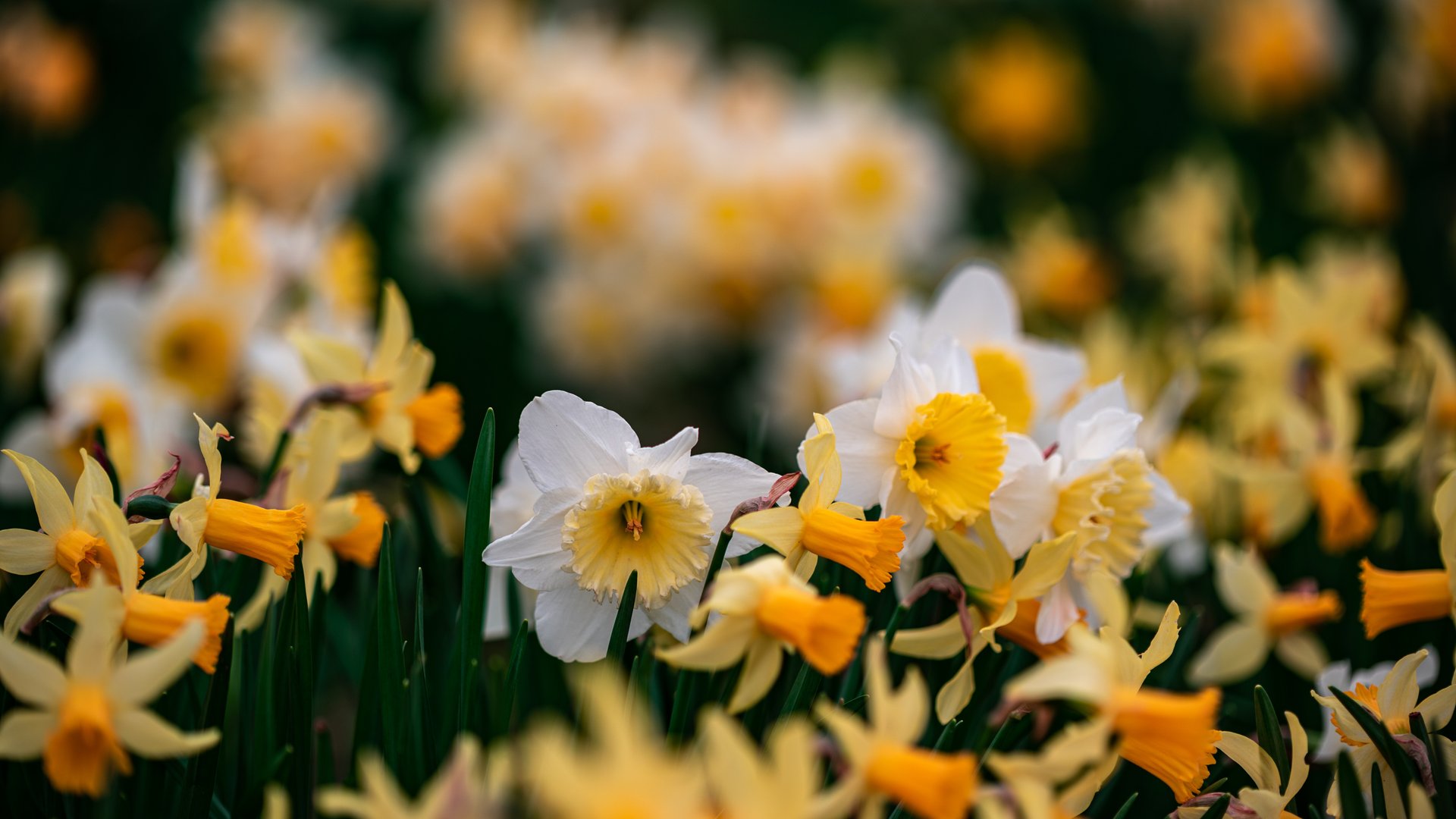 Osterglocken und Narzissen – Was ist der Unterschied?