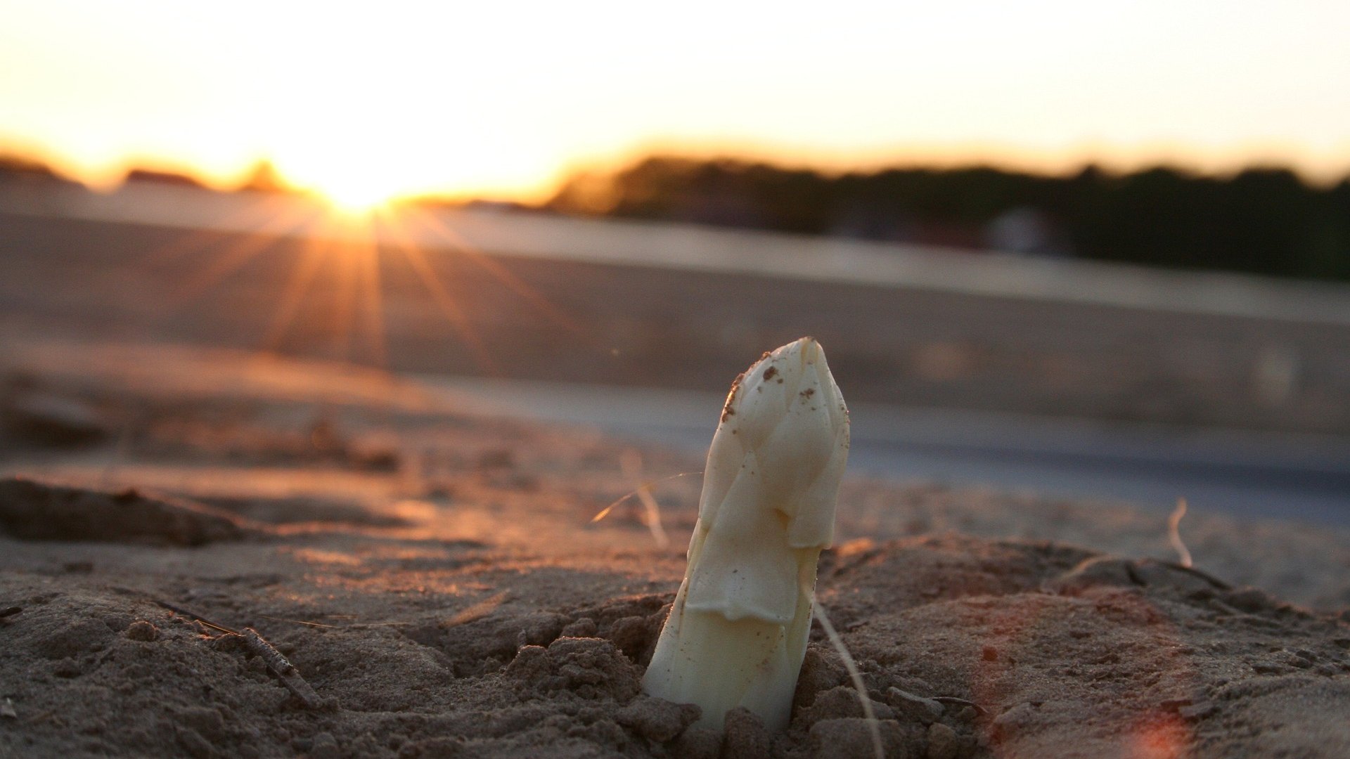 Spargelsaison: Wann sie beginnt und wann sie endet