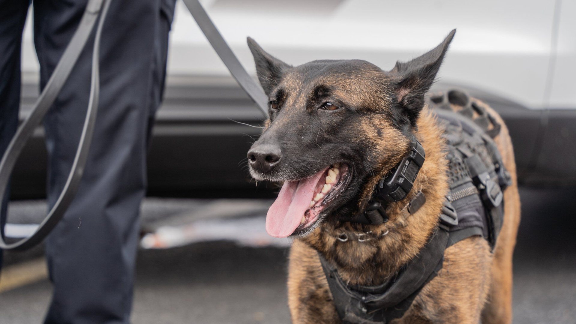 Diese 4 Rassen gehören zu den Polizeihunden