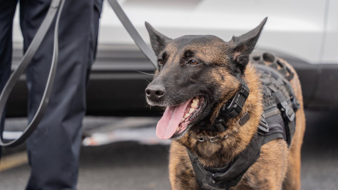 Diese 4 Rassen gehören zu den Polizeihunden
