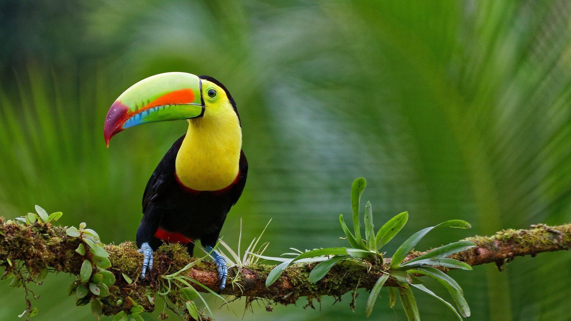 Welche Tiere beginnen mit dem Buchstaben „T“?