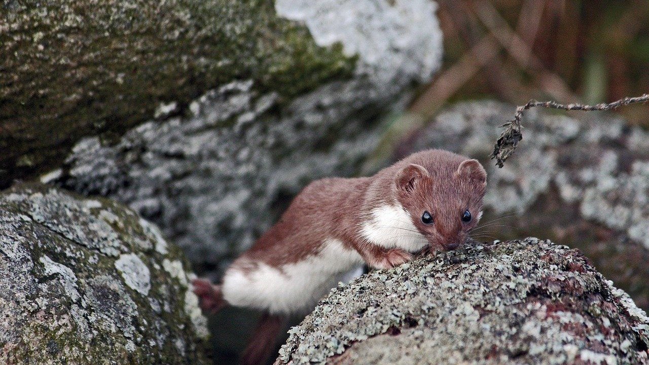 Hermelin als Haustier: Diese Fakten sollten Sie kennen