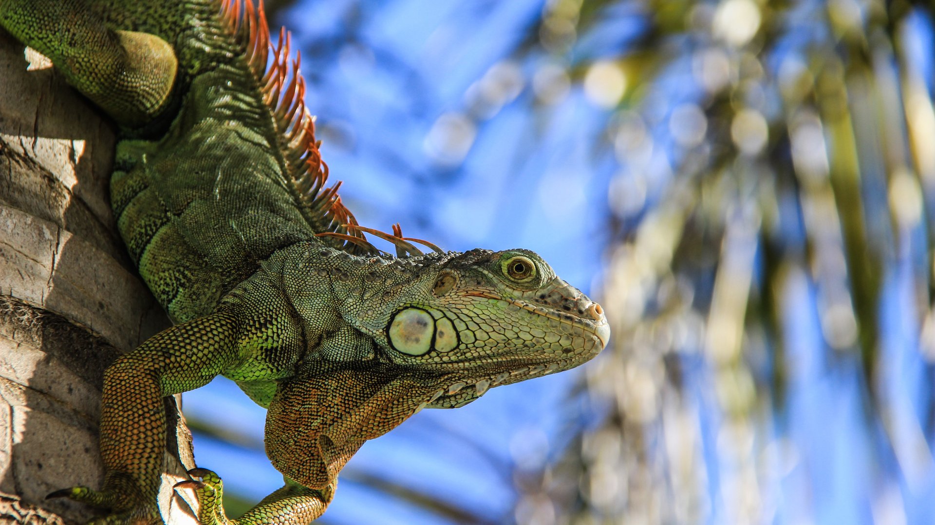 Leguan als Haustier: Ist die Haltung sinnvoll?