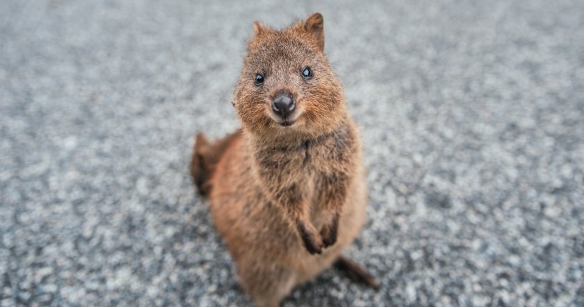 Außergewöhnlich: Die 19 süßesten Tierarten, die du je gesehen hast