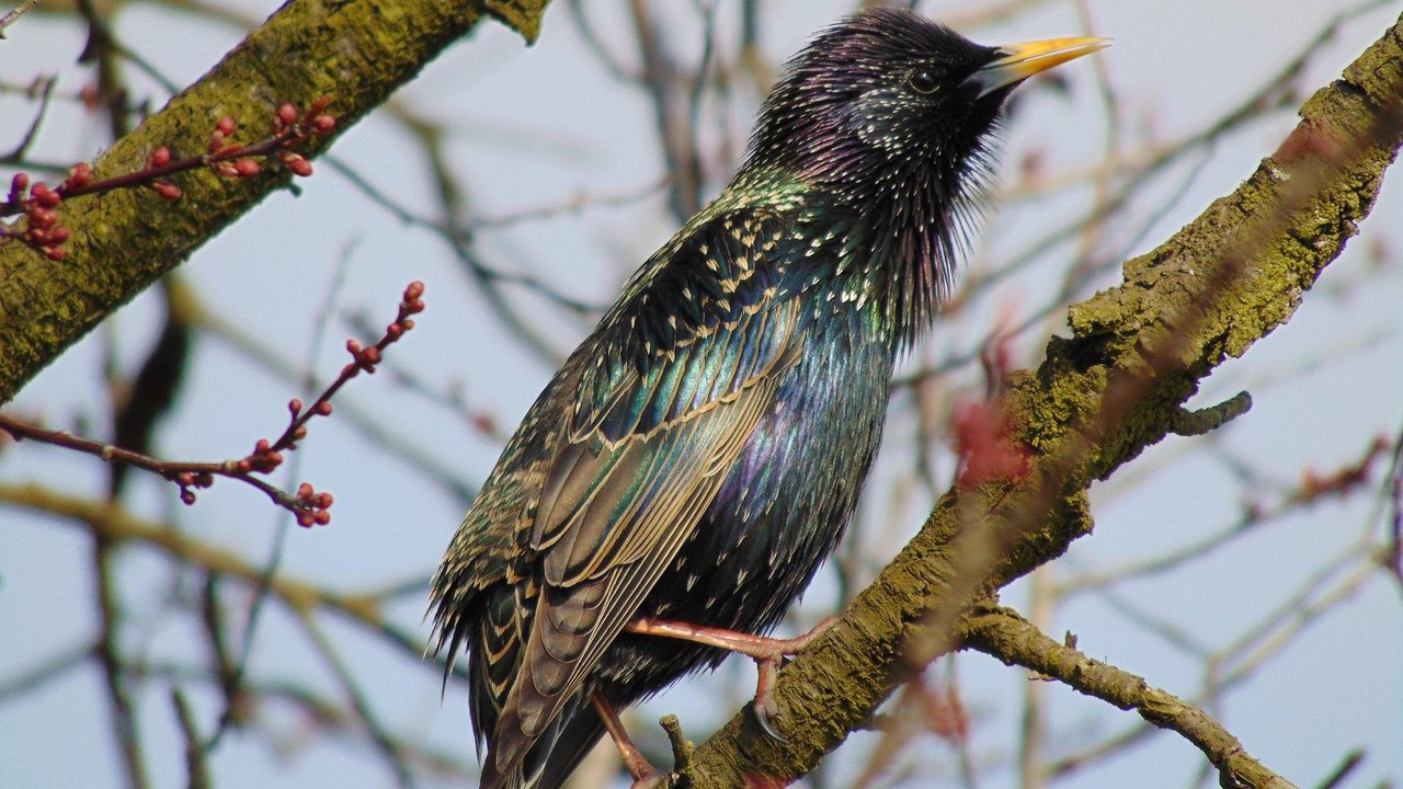 Was fressen Stare und wie kommen sie durch den Winter?