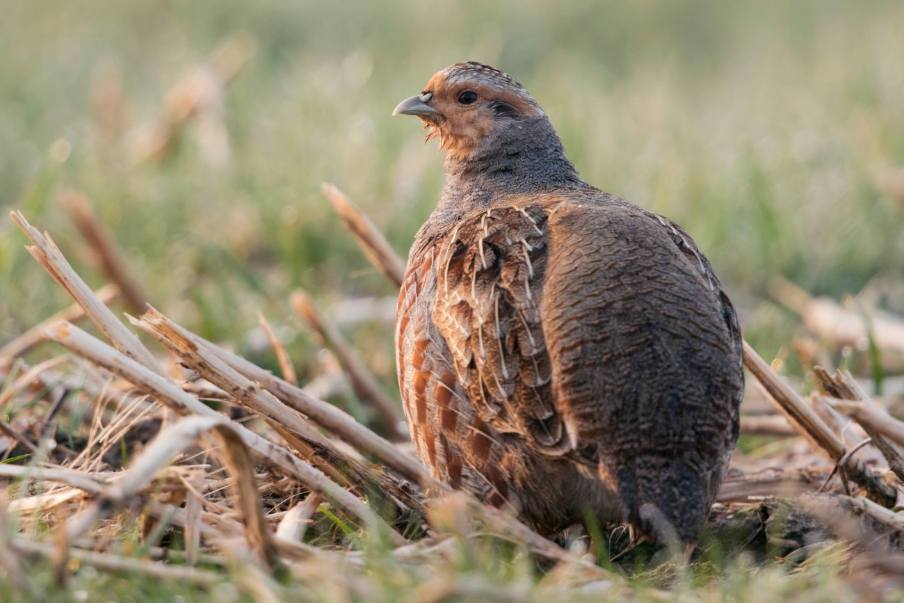 Rebhuhn Fasan Unterschied: Erkenne die Unterschiede auf den ersten Blick