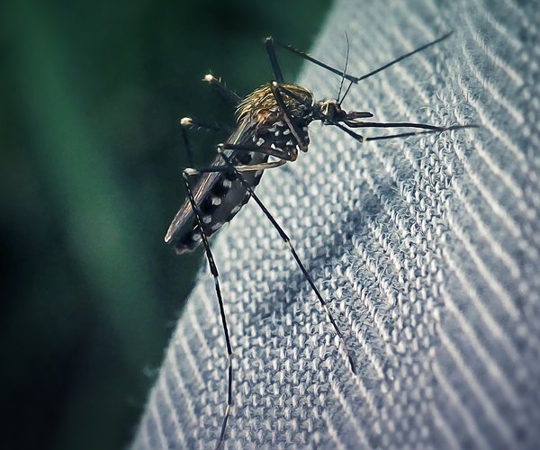 Tiere mit „M“: Welche Tiere fangen mit diesem Buchstaben an?