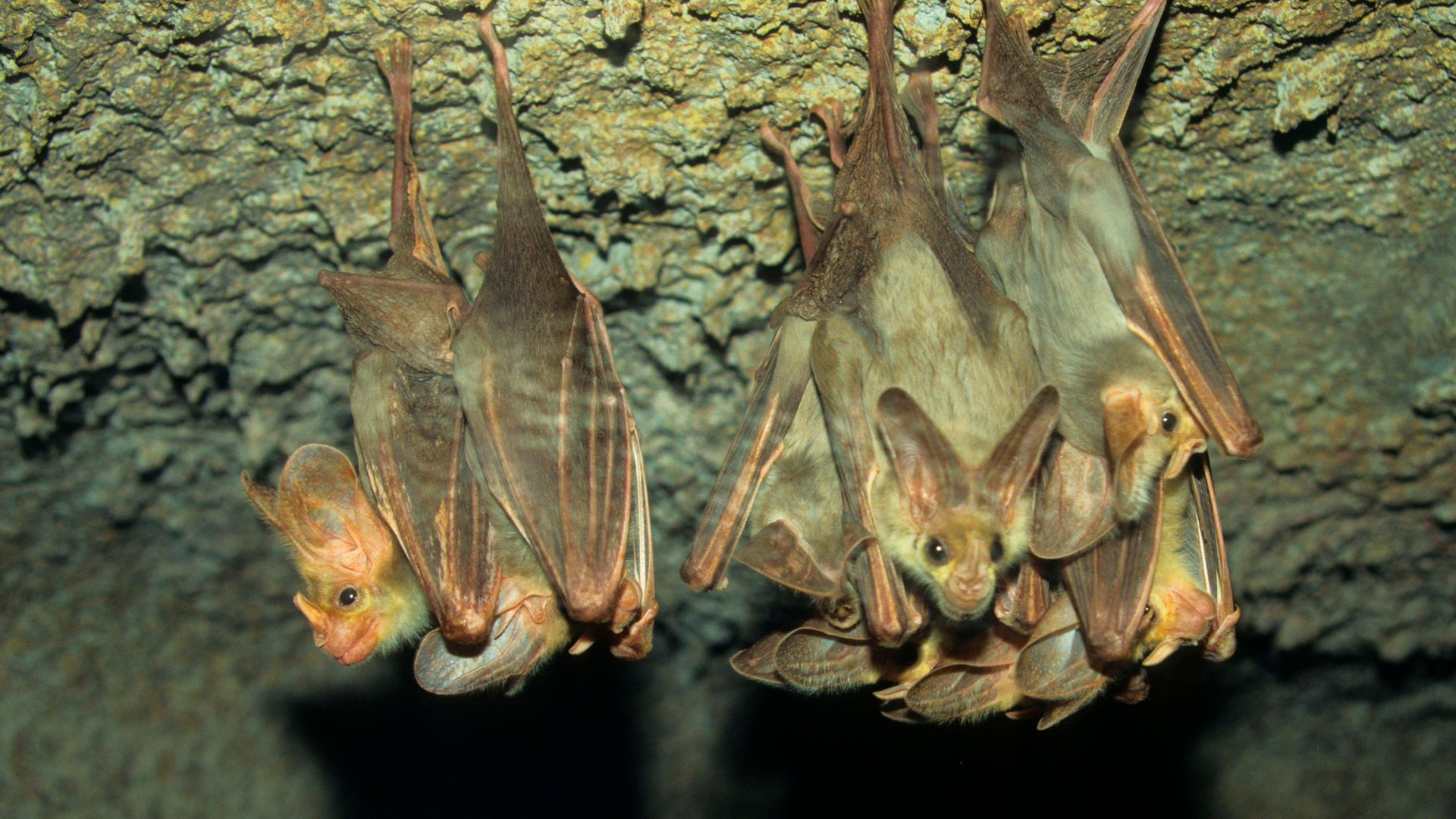 Unheimlich: Das ist die größte Fledermaus der Welt