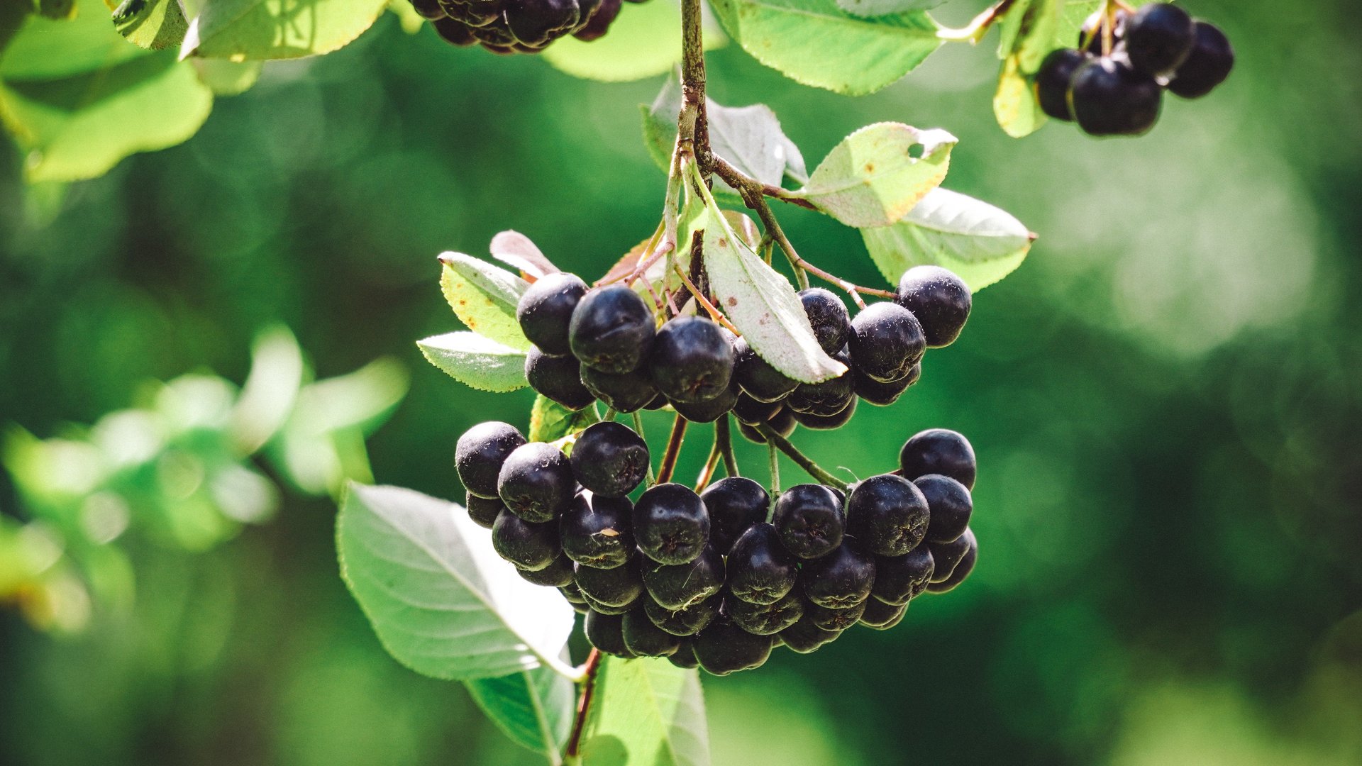 Kann Man Aroniabeeren Roh Essen