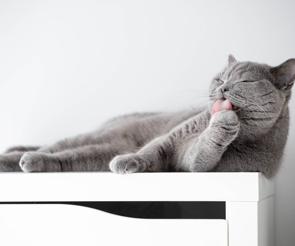 Wie lange leben Schweine?