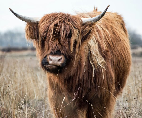 Tiere mit „I“: Kennst du eines oder viele?