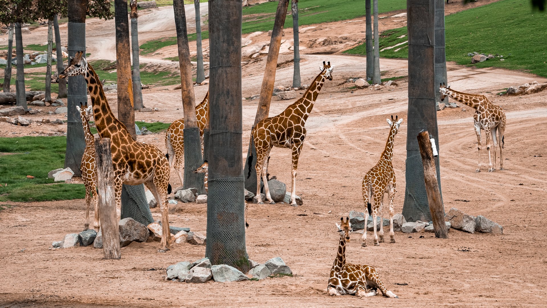 Der Grsste Zoo Der Welt
