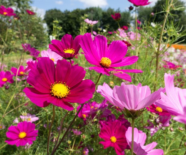 Was ist ein Vasall? Für Kinder erklärt