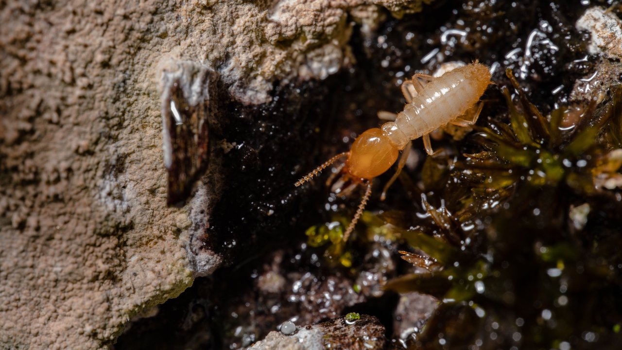 Was sind Termiten? Alle Infos zu den kleinen Insekten