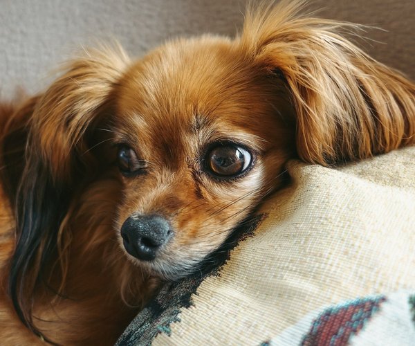 Wie lange leben Schweine?