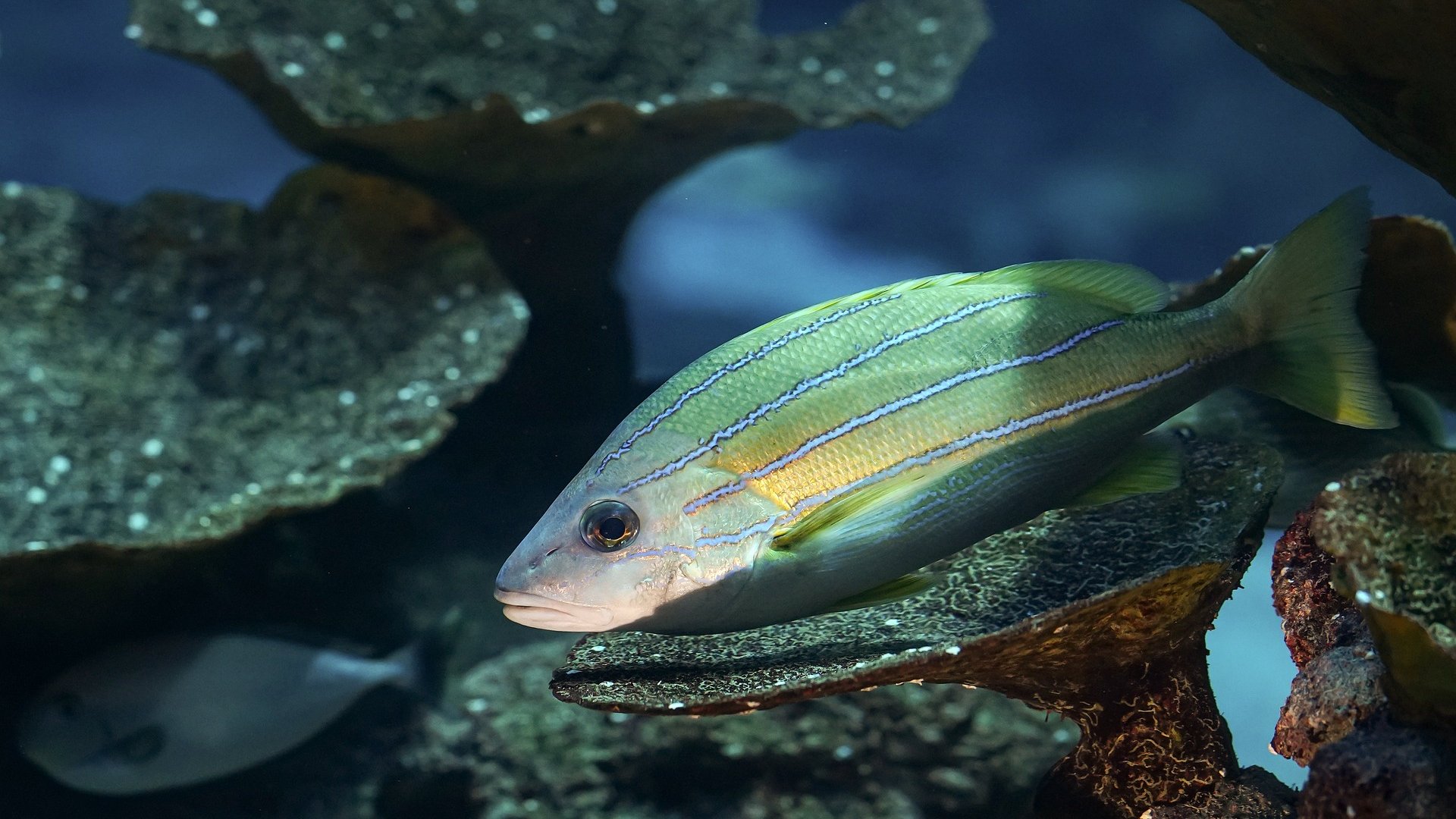 Schlafen Fische? Alles Wissenswerte zum Schlaf unter Wasser