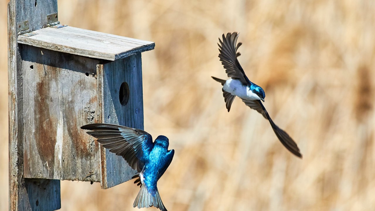 Was fressen Schwalben? Davon ernährt sich die Vogelart