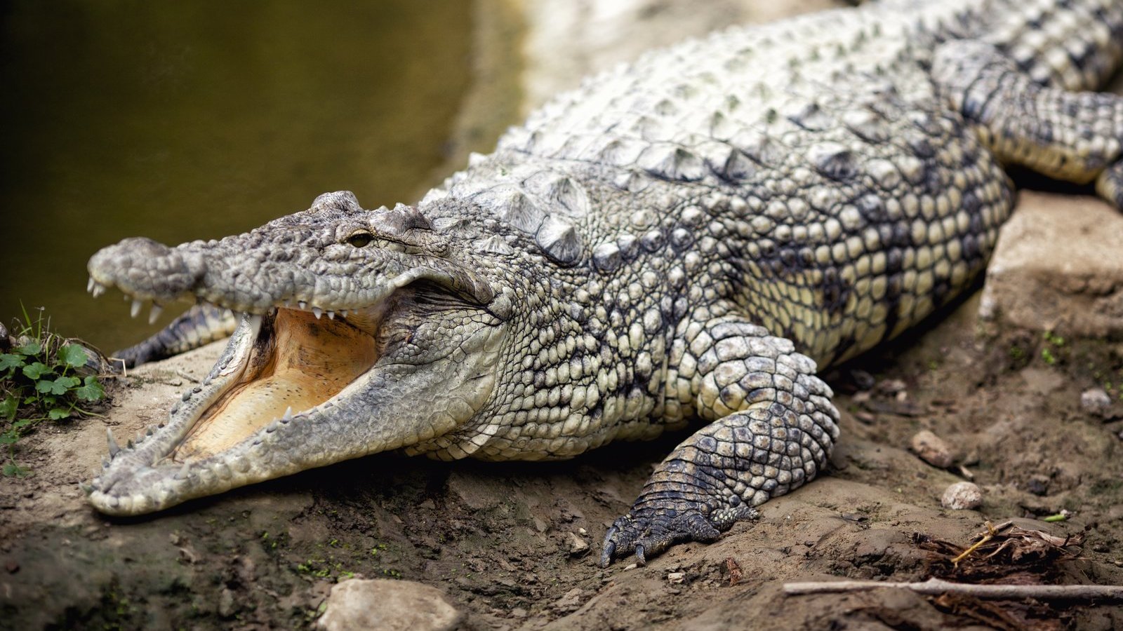 Was fressen Krokodile und wie jagen sie ihre Beute?