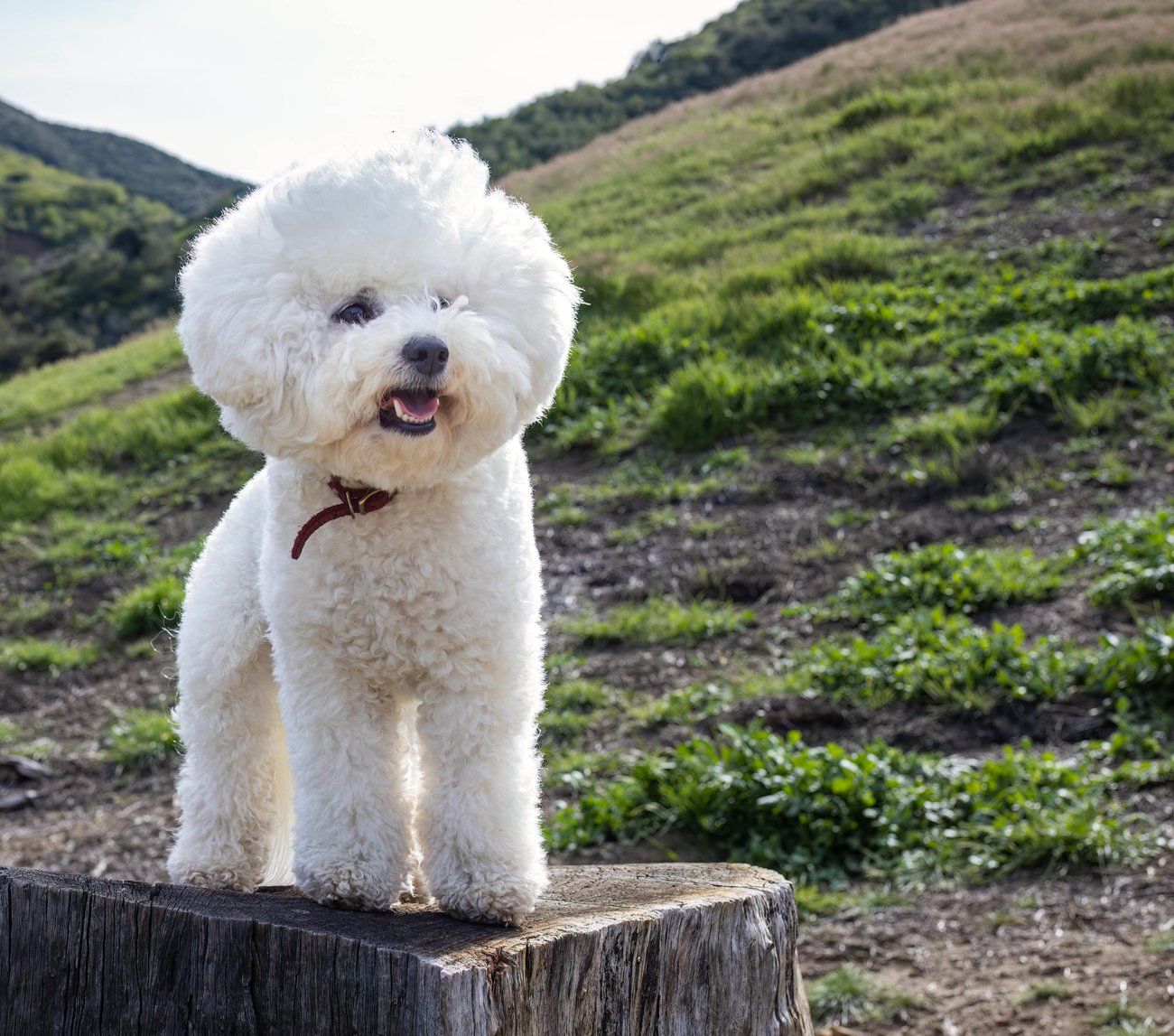 Hunde mit Locken: Diese Rassen haben ein außergewöhnliches Fell