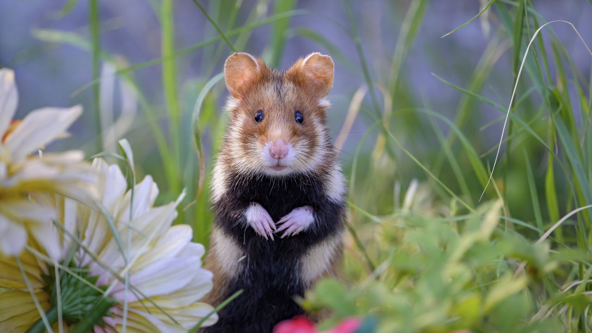 Diese 6 Fakten über Hamster verblüffen dich mit Sicherheit!