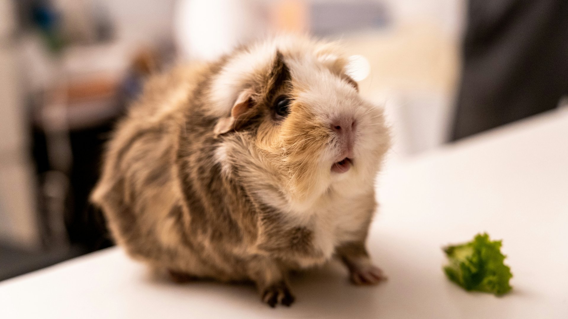 Ist Sellerie für Meerschweinchen bekömmlich?