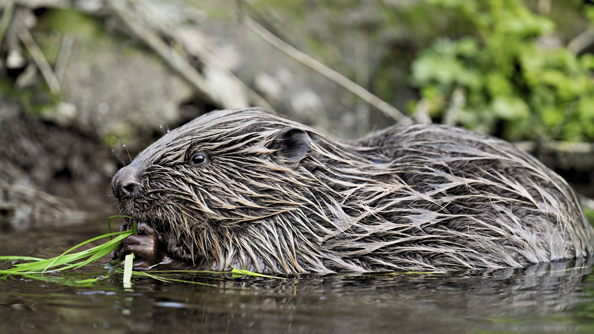 Biber in freier Wildbahn – Gefahr oder harmlos? So bleibst du sicher