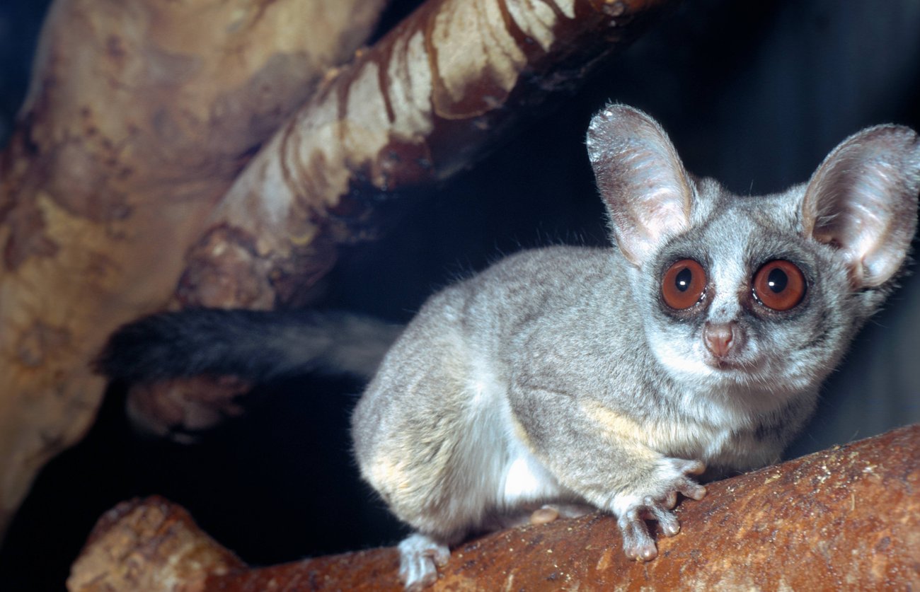 Welche Tiere mit großen Augen gibt es?